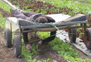 Solar Powered Lazy Weeder | FarmHack
